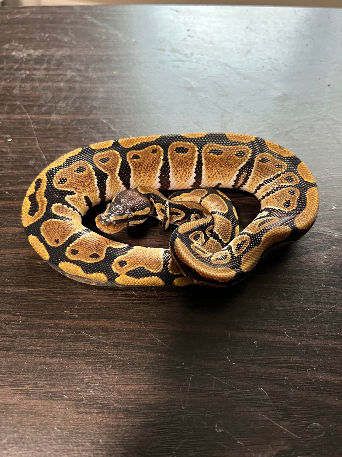 Yellowbelly Ball Python by True Family Exotic Pets - MorphMarket