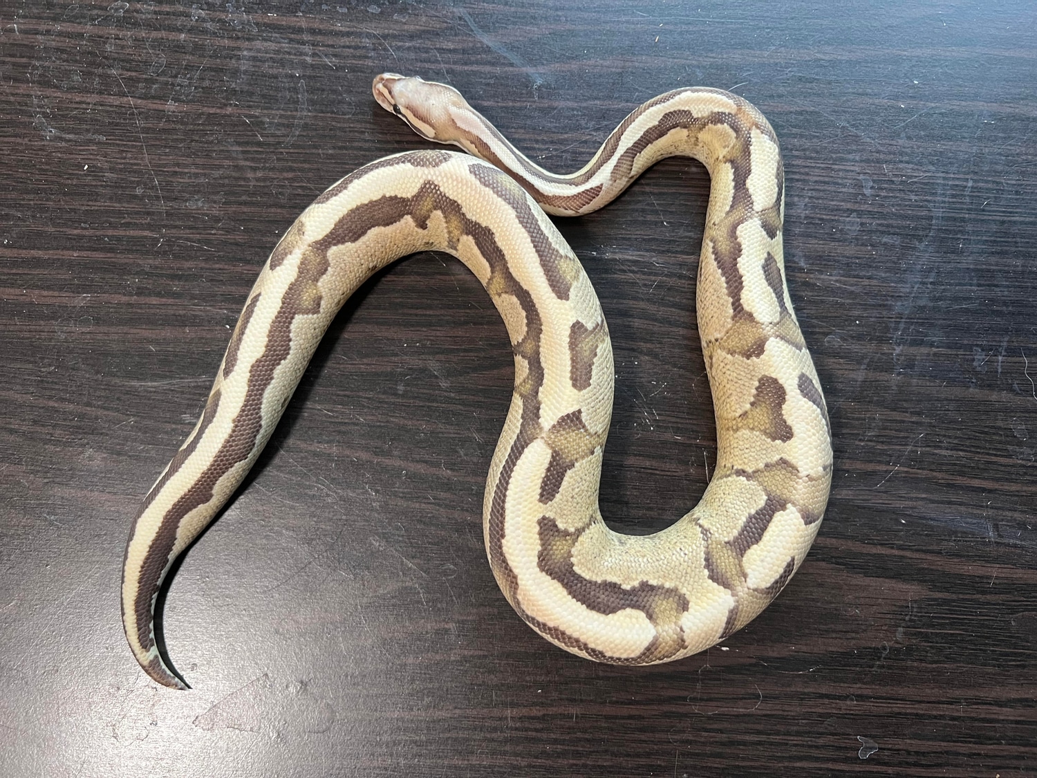 Vanilla Cream Free Shipping!!! Ball Python by True Family Exotic Pets ...