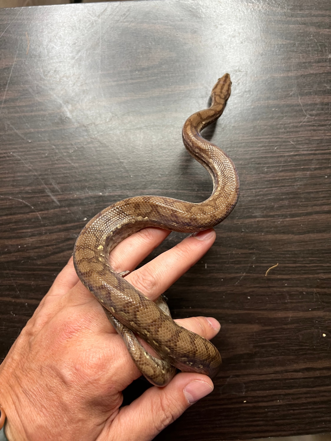 Normal Columbian Rainbow Boa 100% Het Blue Eyed Lucy Colombian Rainbow ...