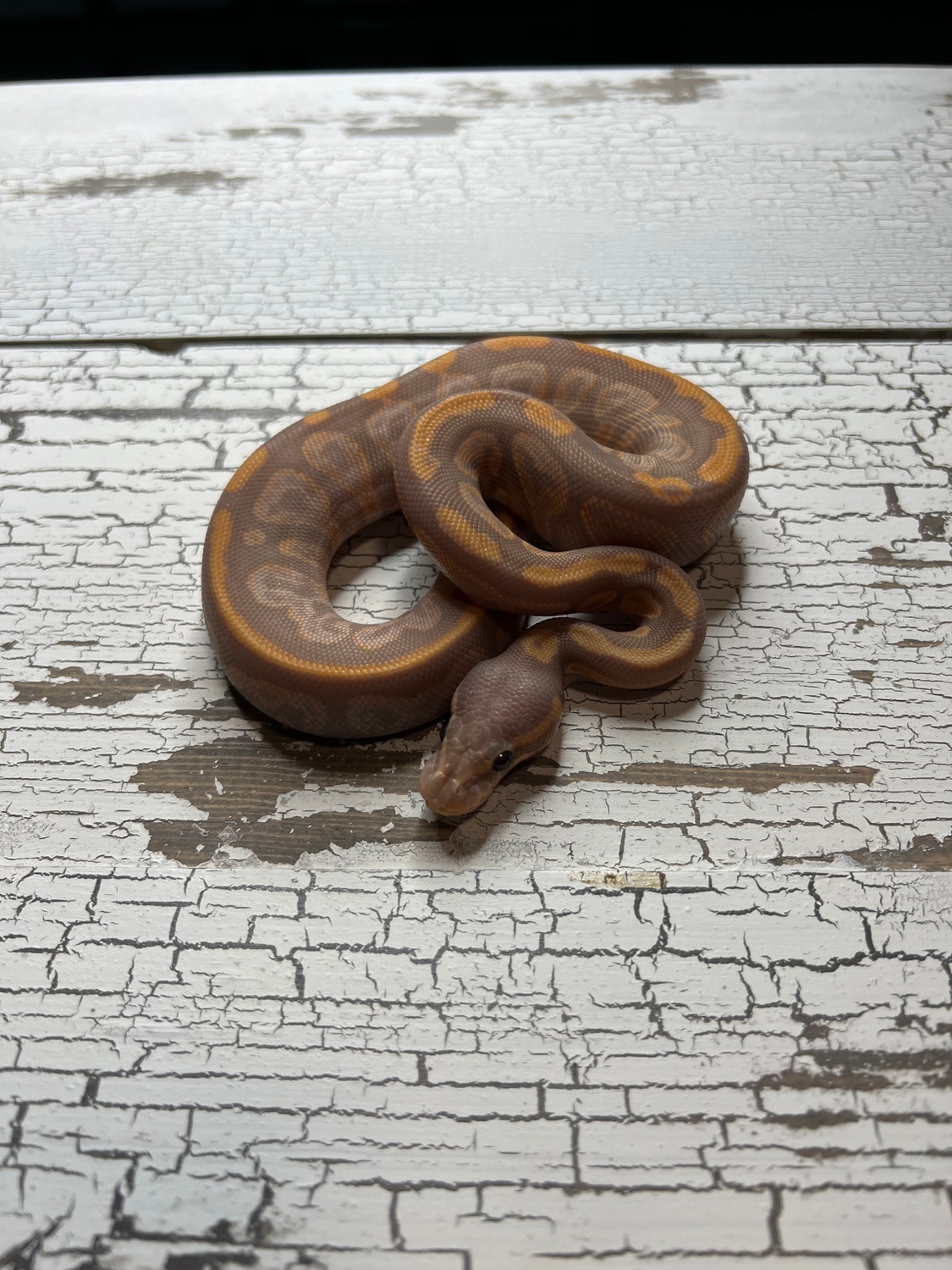 Coral Glow Black Pastel DH Lavender Albino Pied Ball Python by True ...