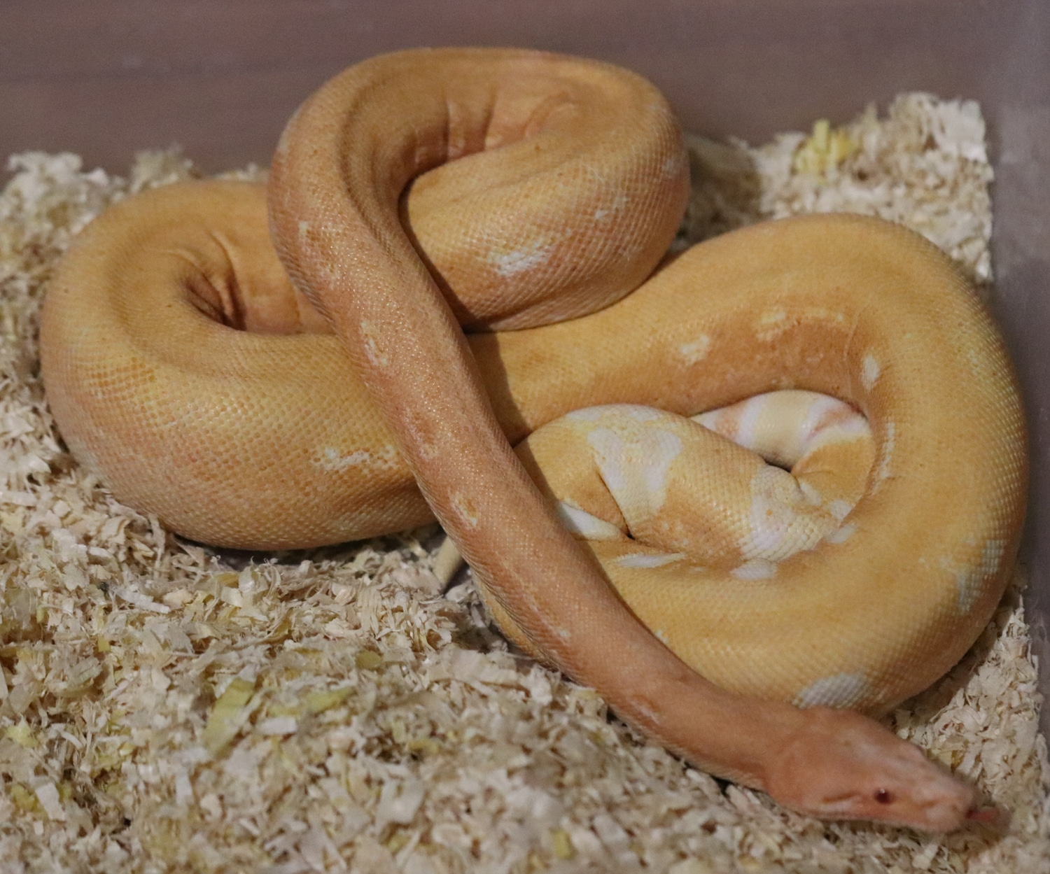 Scoria Albino Sharp Boa Constrictor by Lubor Charlie Chromík - MorphMarket