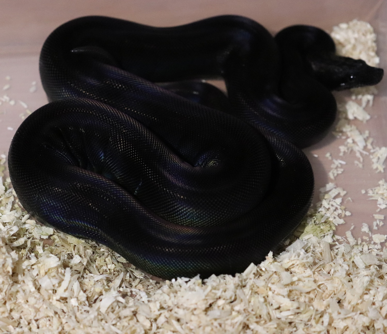 "Nightmare" IMG Aztec Motley Anery Het VPI Boa Constrictor by Lubor ...