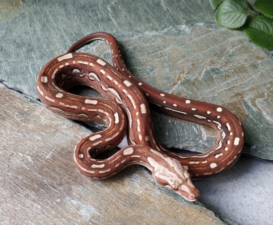 VPI Inca Aztec Boa Constrictor by Lubor Charlie Chromík