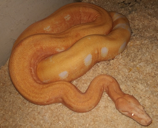 Scoria Albino Sharp Boa Constrictor by Lubor Charlie Chromík