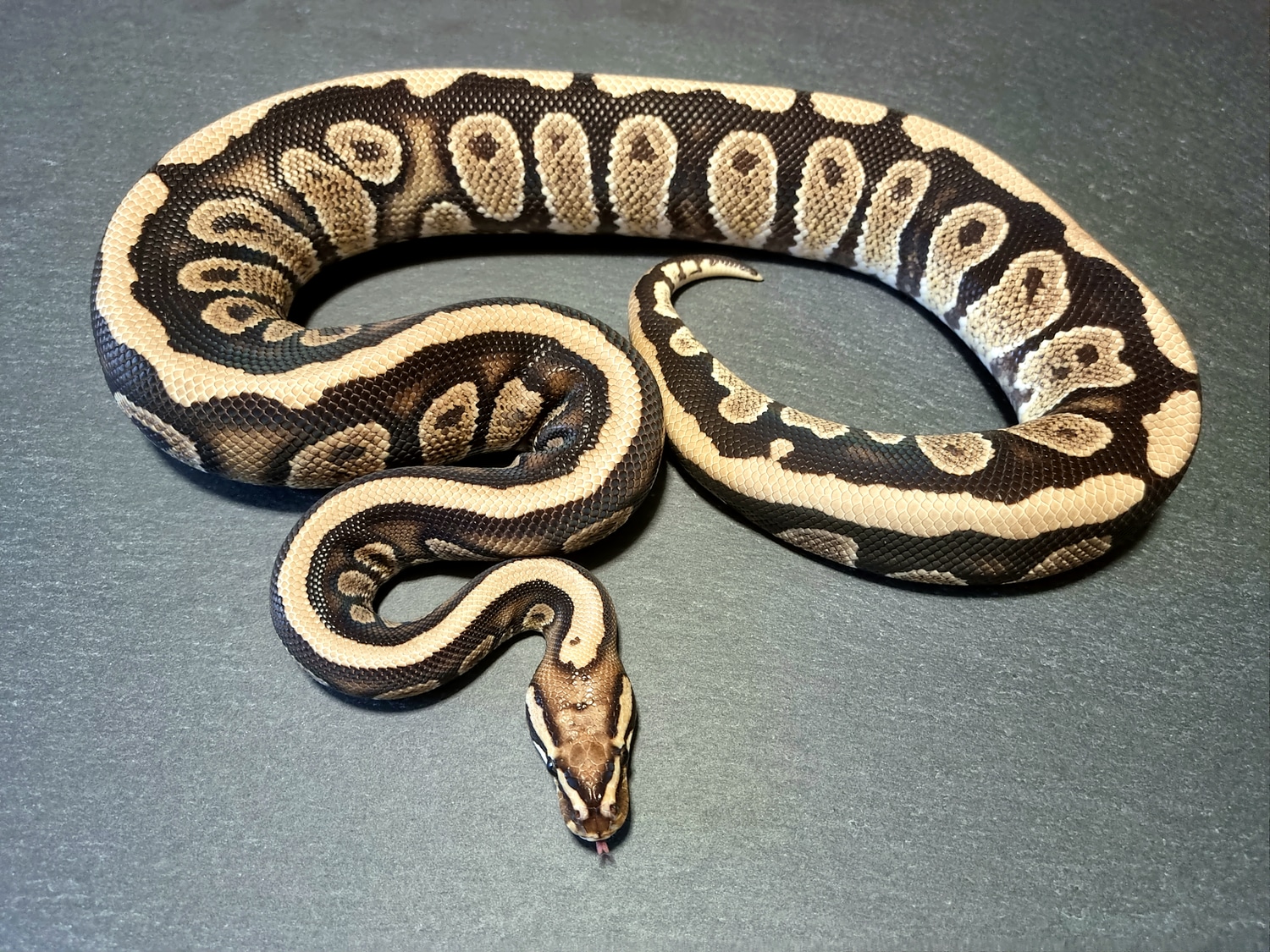 Stranger Spotnose Het Clown Ball Python by LucaDeSimone ...