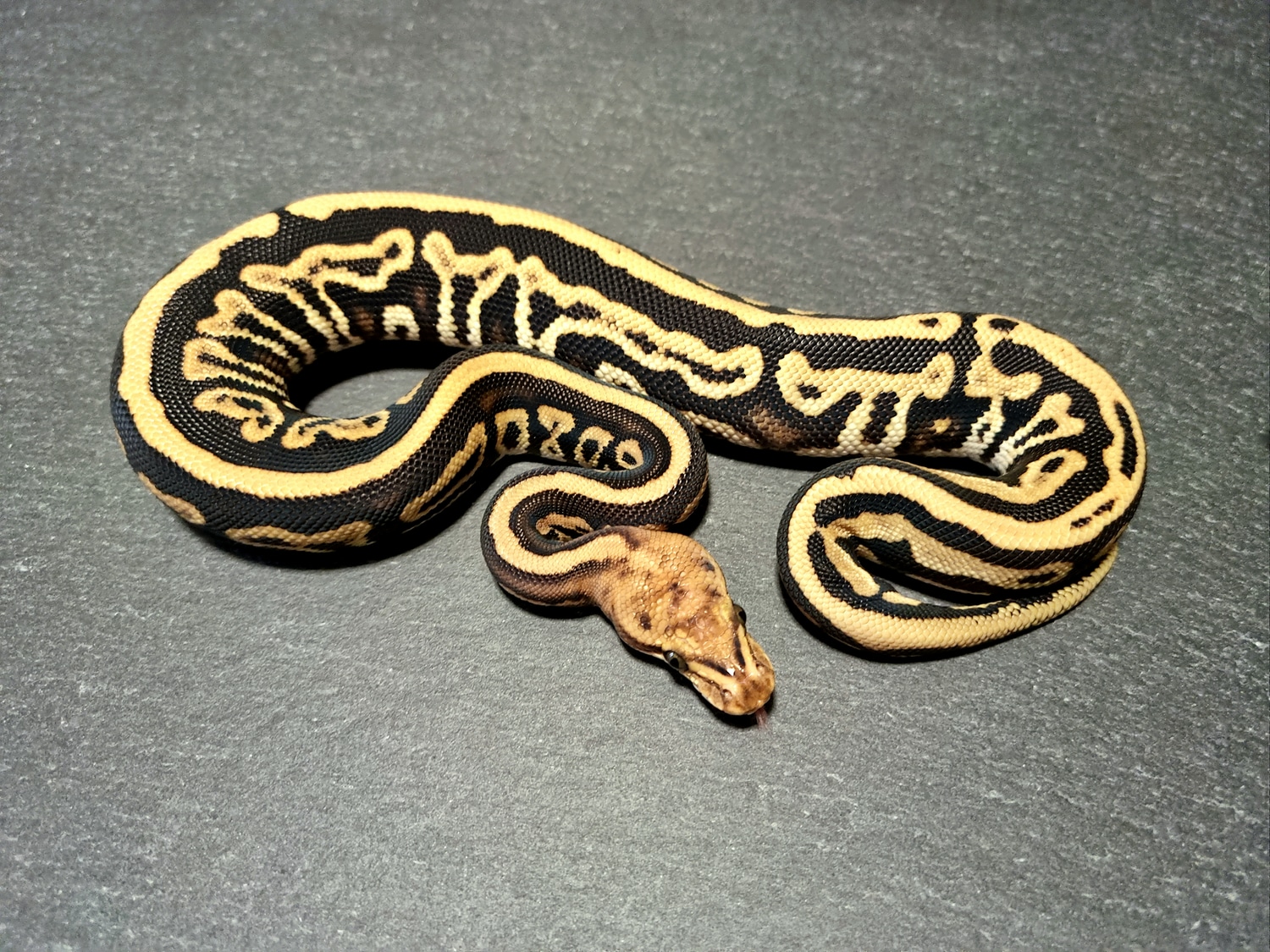 Super Cypress Leopard Het Clown Ball Python by LucaDeSimone ...