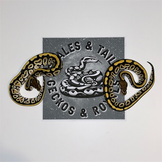 Cypress Het Clown Ball Python by Scales And Tails Geckos And Royals