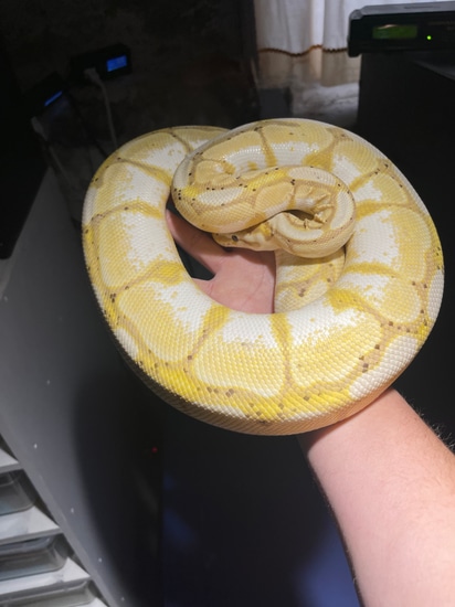 Banana Cinnamon Spider! RTB Ball Python by Gromala Exotics’s