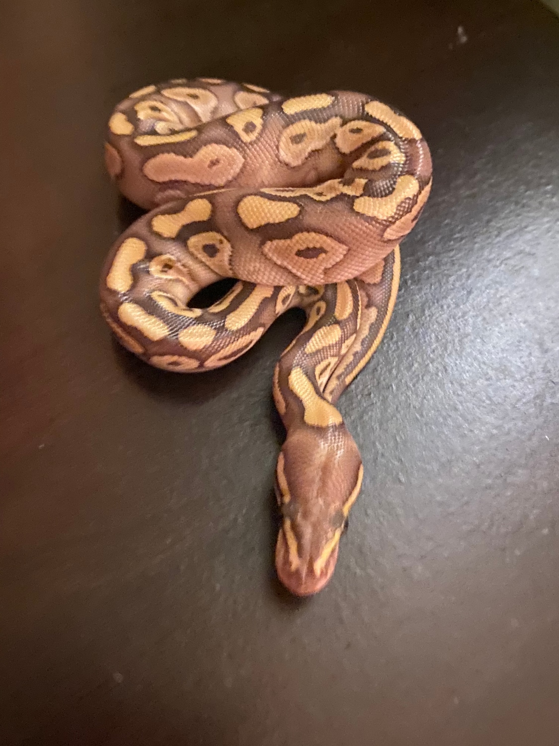 Butter DBL HET VPI AXANTHIC/CLOWN Ball Python by Luis Barrezueta ...