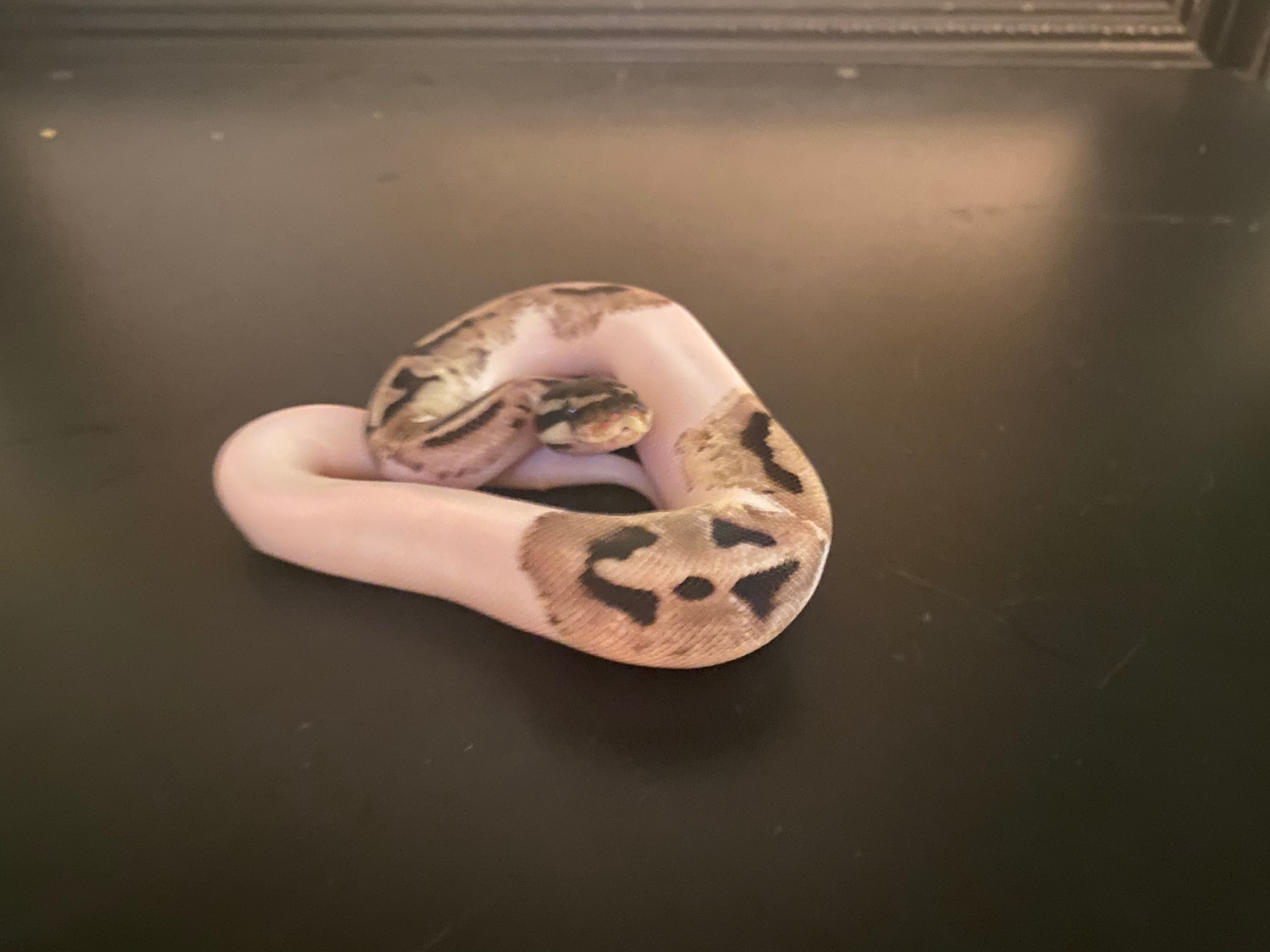 VPI Lightning Pied Poss Leopard Ball Python by Luis Barrezueta Pythons ...