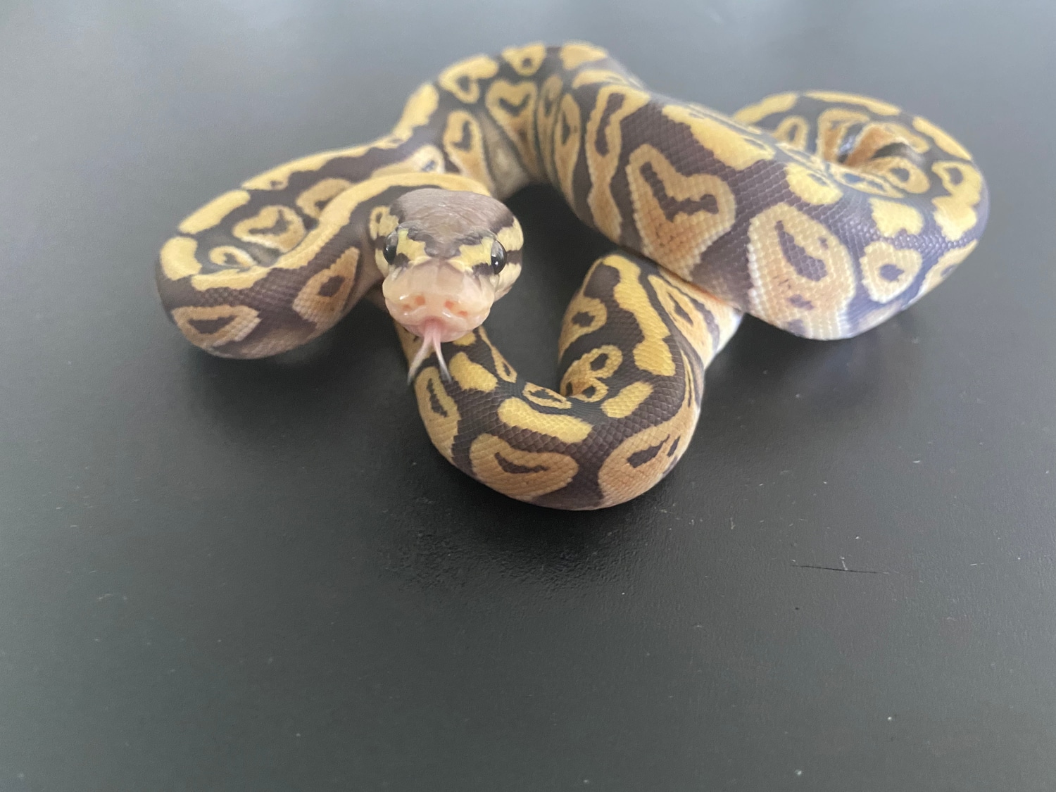 PASTEL HYPO 100% Het CLOWN Ball Python by Luis Barrezueta Pythons ...