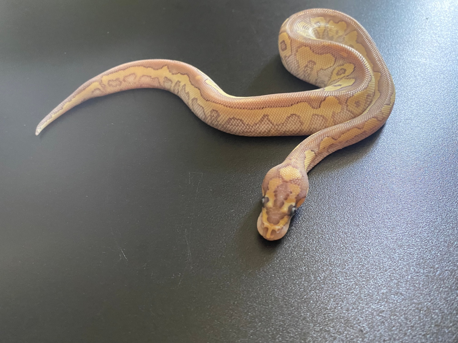 Butter Clown 100 % Het VPI Axanthic Ball Python by Luis Barrezueta ...