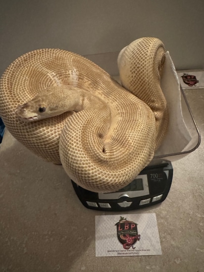 NO RESERVE! Virgin Lesser Clown 2293 Grams. ONE EYE! Ball Python by ...