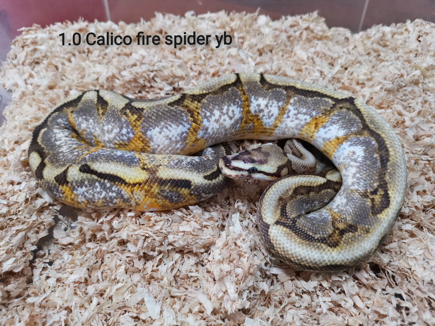 Spider Calico Fire Yb Ball Python by Lucy's 3D Reptile Lab - MorphMarket