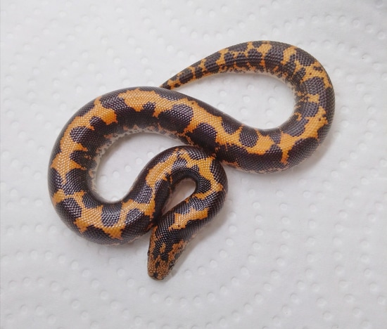 Normal Het Snow Kenyan Sand Boa by Lucy's 3D Reptile Lab