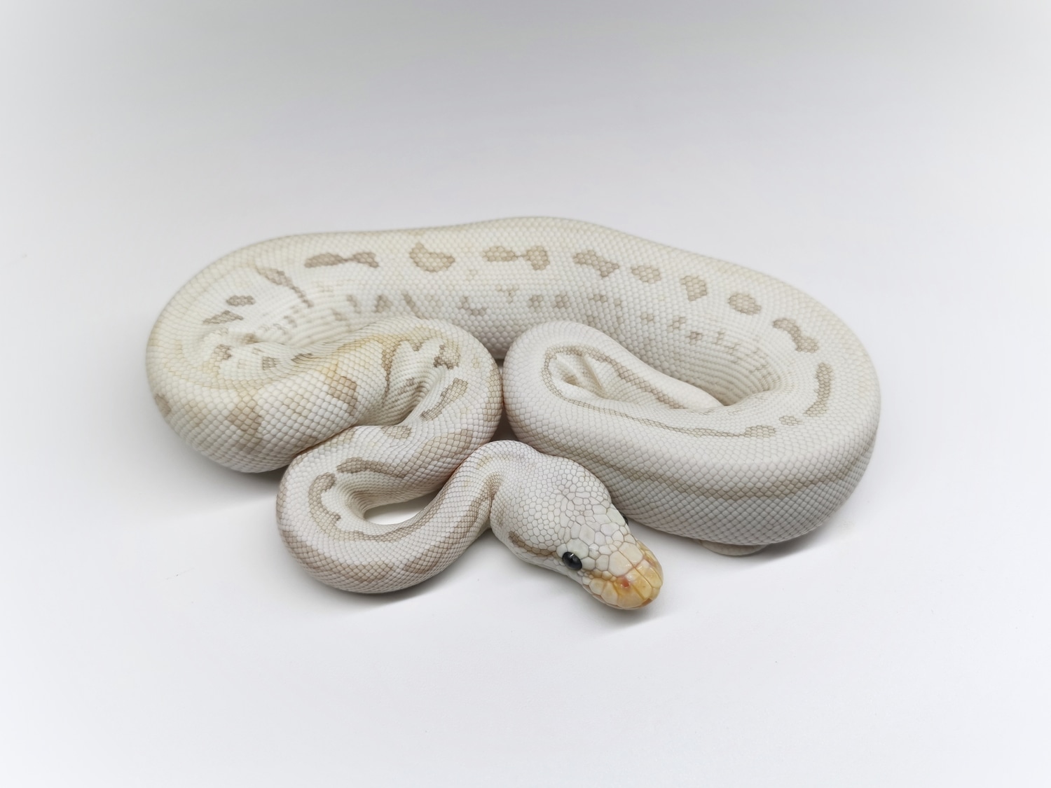 Bamboo Leopard Super Pastel Specter Vanilla Ball Python by Lucy's 3D ...