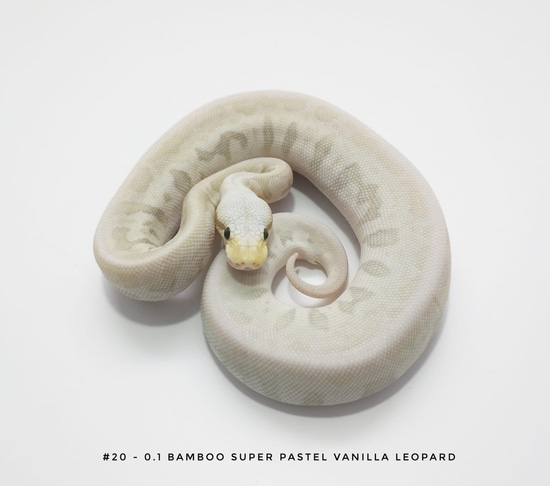 Bamboo Super Pastel Vanilla Leopard Ball Python by Lucy's 3D Reptile Lab