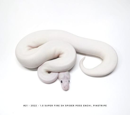 Super Fire Spider Scaleless Head Ball Python by Lucy's 3D Reptile Lab