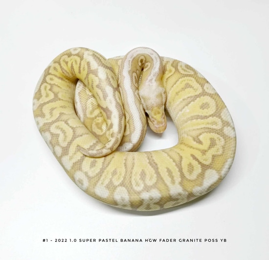 Super Pastel Banana HGW Fader Granite Poss YB Ball Python by Lucy's 3D ...