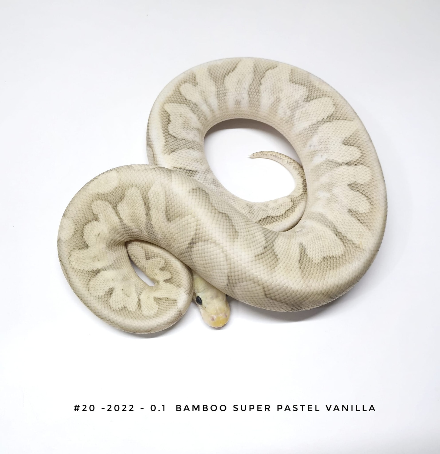 Bamboo Super Pastel Vanilla Ball Python by Lucy's 3D Reptile Lab ...