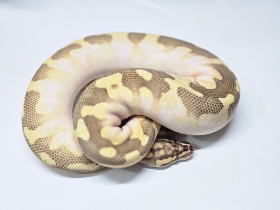 Enchi Calico Lesser Pastel Ball Python by Lucy's 3D Reptile Lab