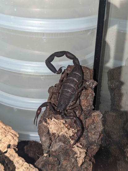 Centruroides Gracilis - Florida Bark Scorpion by The Arachnocult