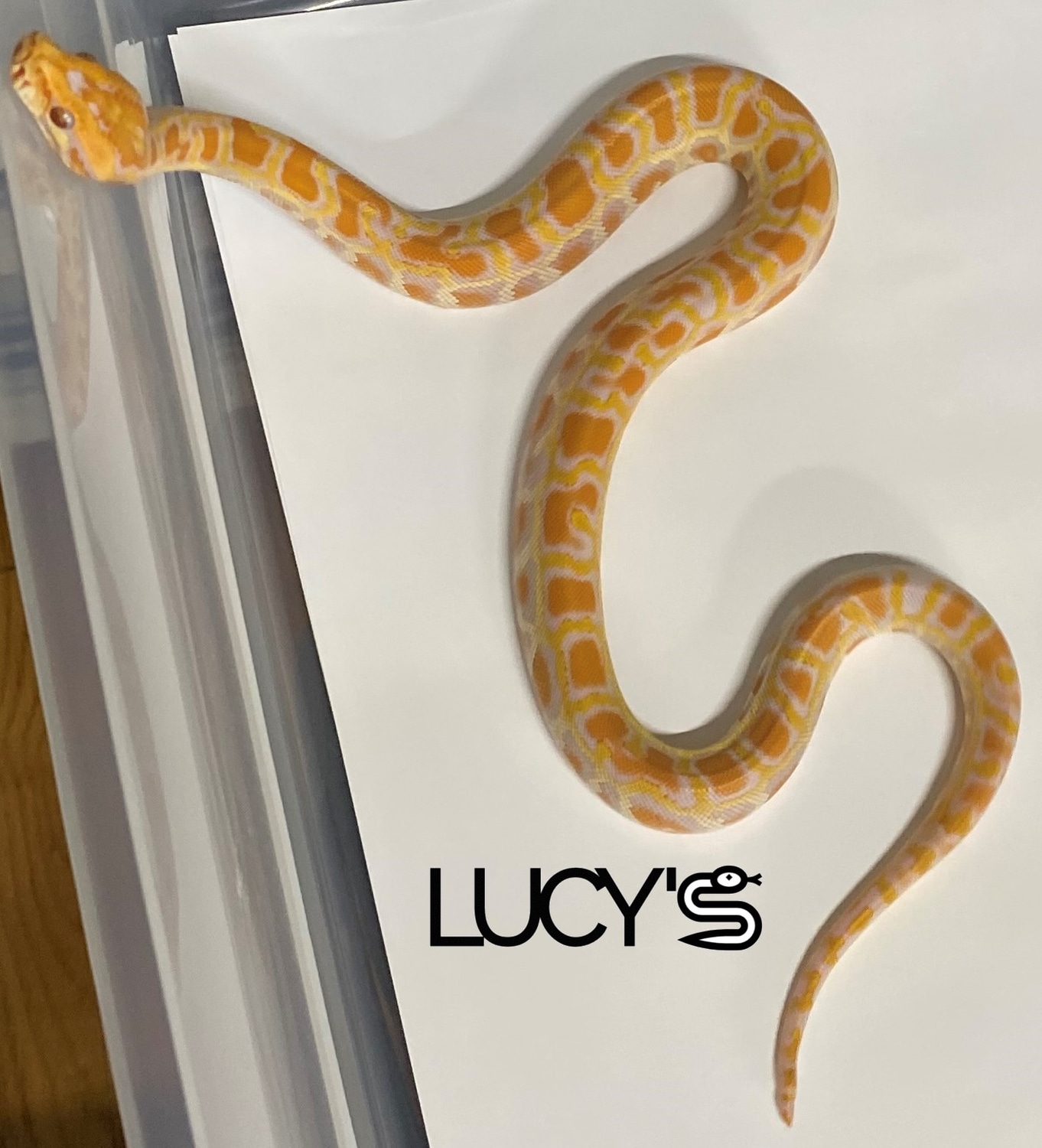 Socialized Albino Female 2020 Burmese Python by Lucy's - MorphMarket