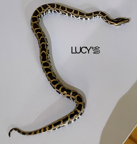 Normal Het Albino Male Baby Burmese Python by Lucy's