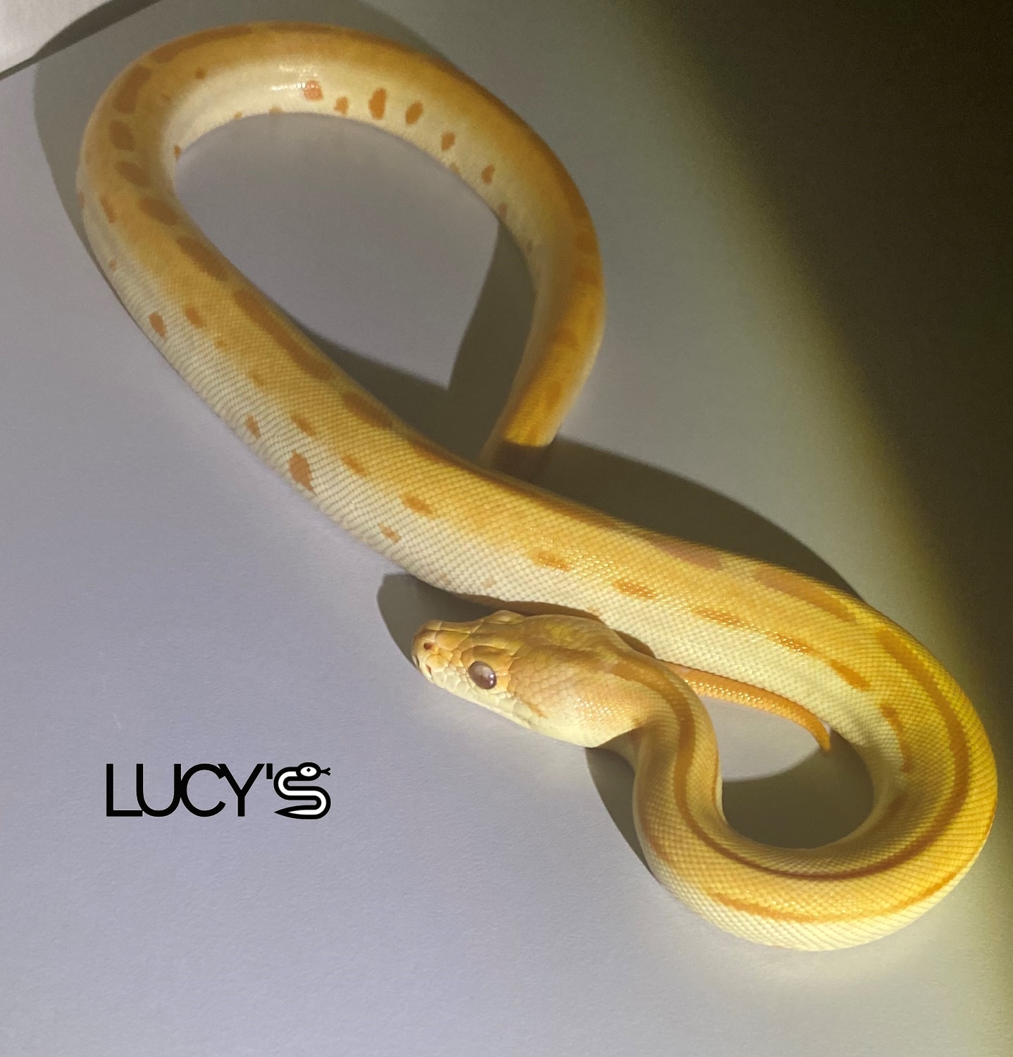 Socialized Albino Green Female Baby 2020 Burmese Python by Lucy's ...