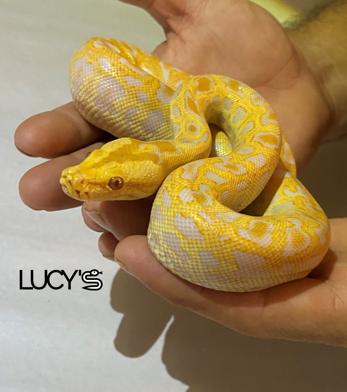 Socialized Albino Het Granite Male Baby 2020 Burmese Python by Lucy's ...