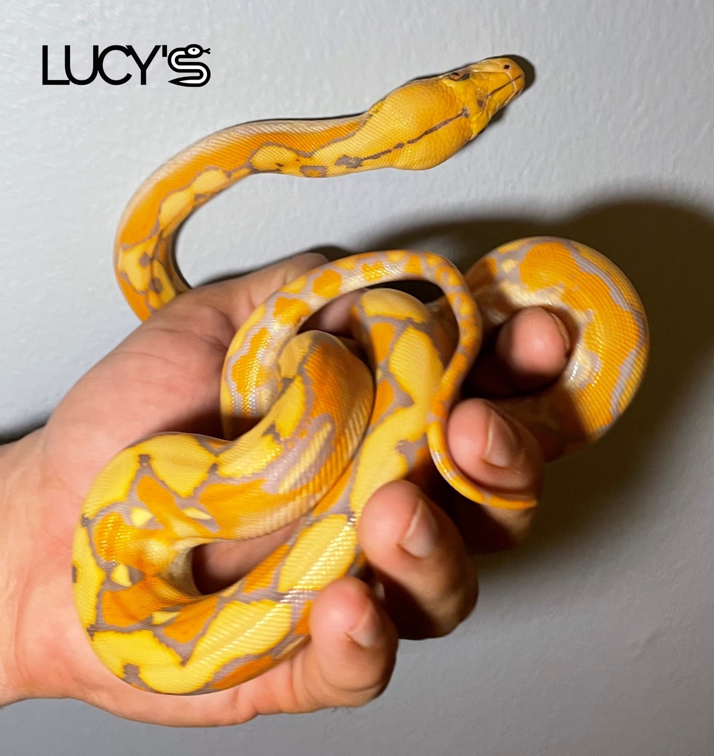 Socialized Lavender Citron (Triple Het Albino White, Purple And ...