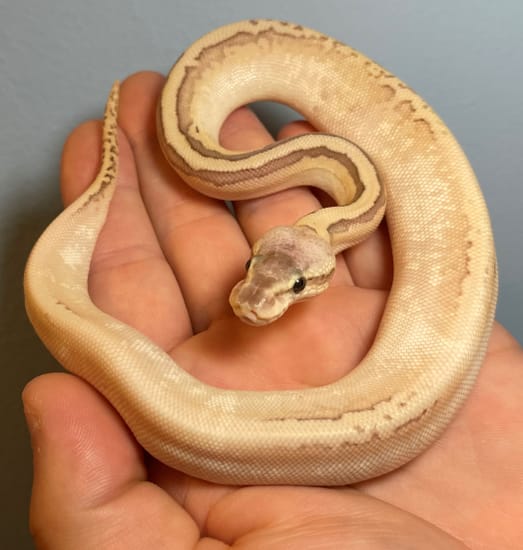 Socialized Emperor Pin Sugar 4 GENE (Lesser, Pastel, Pinstripe, Sugar ...