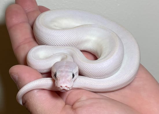Socialized Mojave Russo Blue Eyed Lucy Baby Male Ball Python by Lucy's
