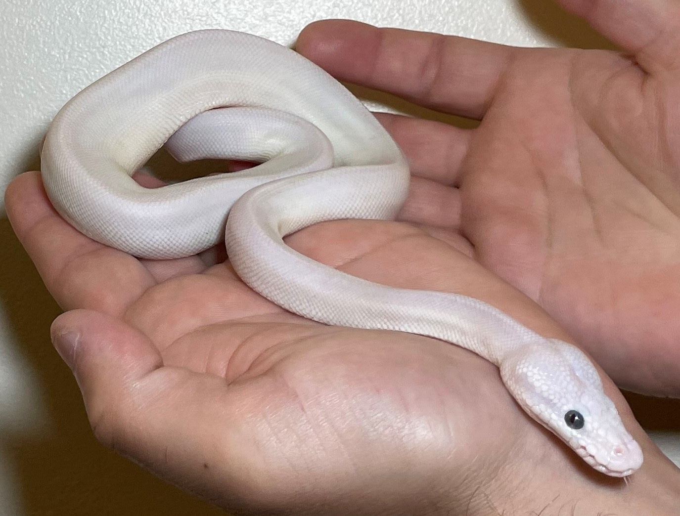 Socialized Mojave Russo Blue Eyed Lucy Baby Male Ball Python by Lucy's ...