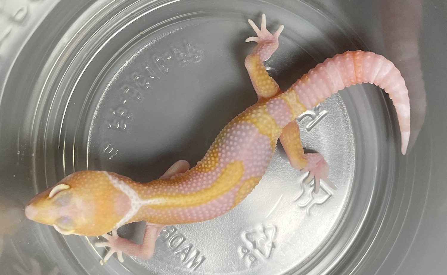 Awesome Mack Snow RAPTOR Pos Hyper Xanthic Male Baby Leopard Gecko by ...