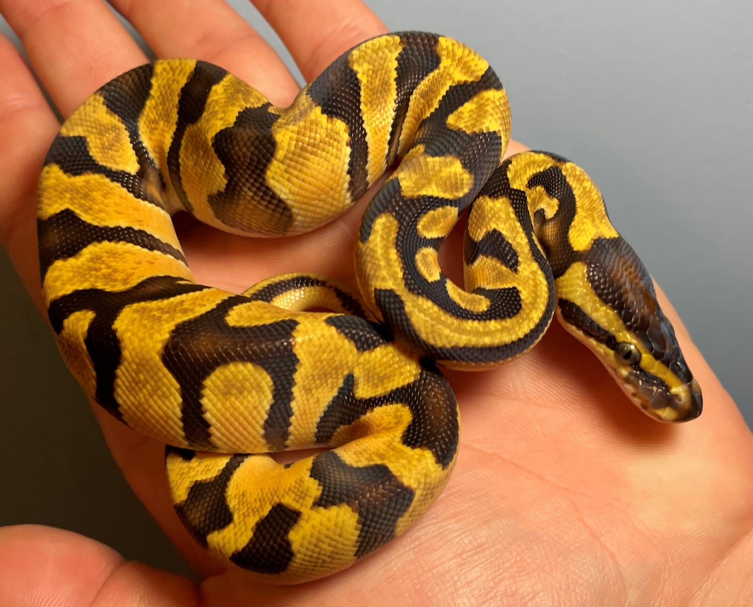 Socialized Orange Dream Enchi Baby Male Ball Python by Lucy's - MorphMarket