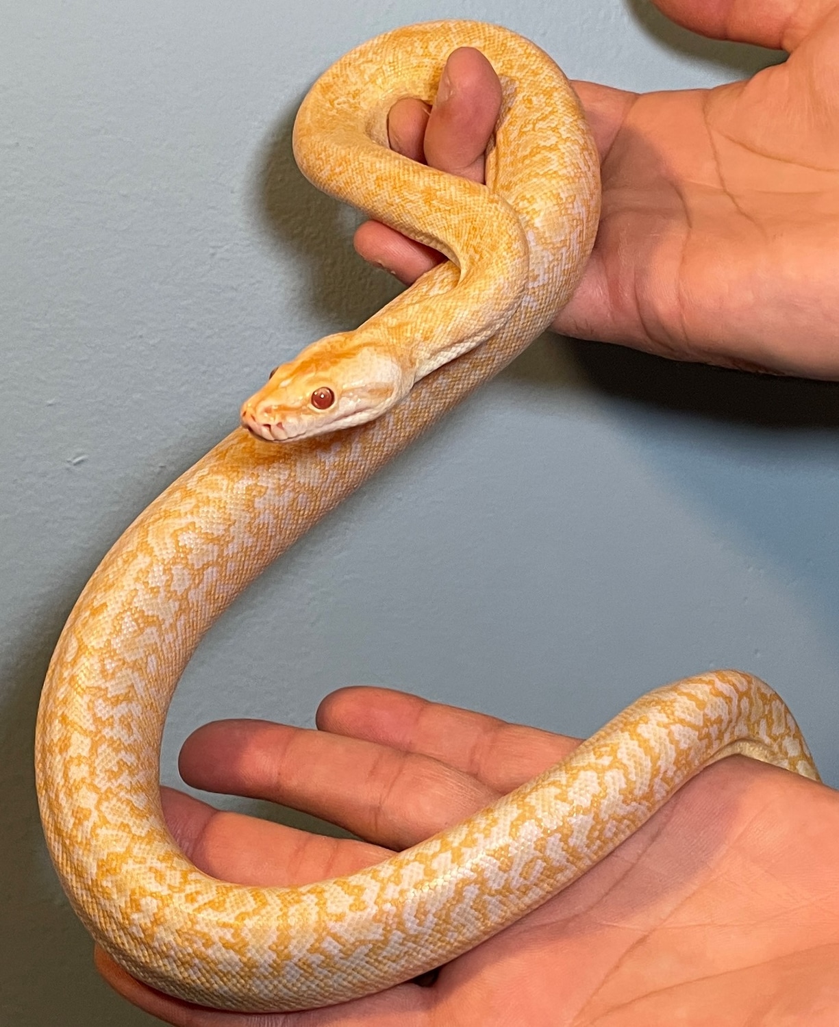 Albino Granite Het Green Baby Female Burmese Python by Lucy's - MorphMarket