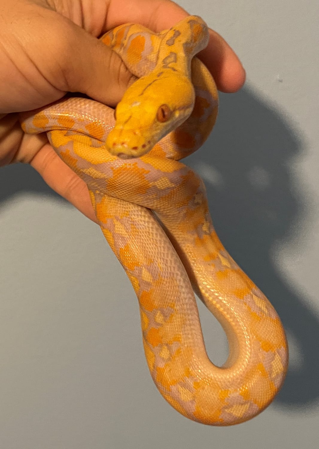 Lavender 100% Visual Het Albino White & Purple Phase Baby Male ...