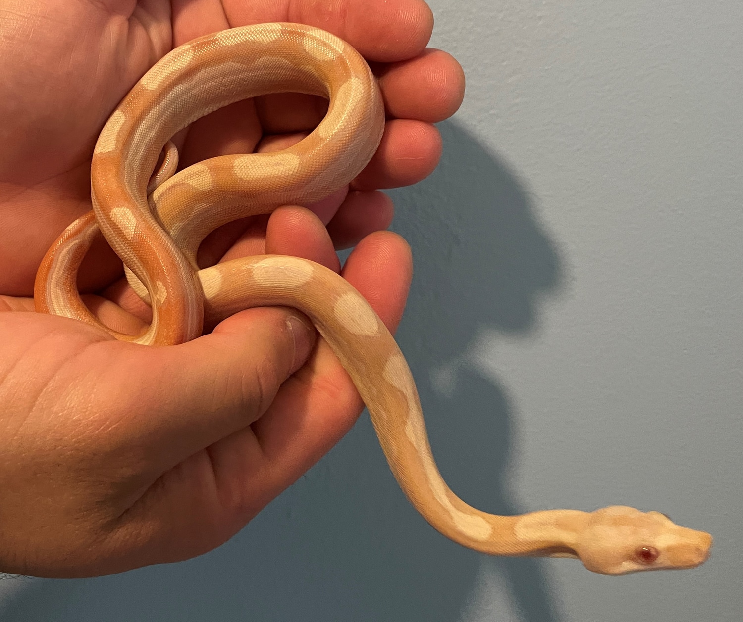 Socialized Motley Albino Kahl Baby Male Boa Constrictor by Lucy's ...