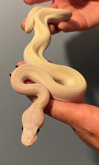 Socialized Super Mojave Pastel Blue Eyed Lucy Possible GHI Baby Female ...