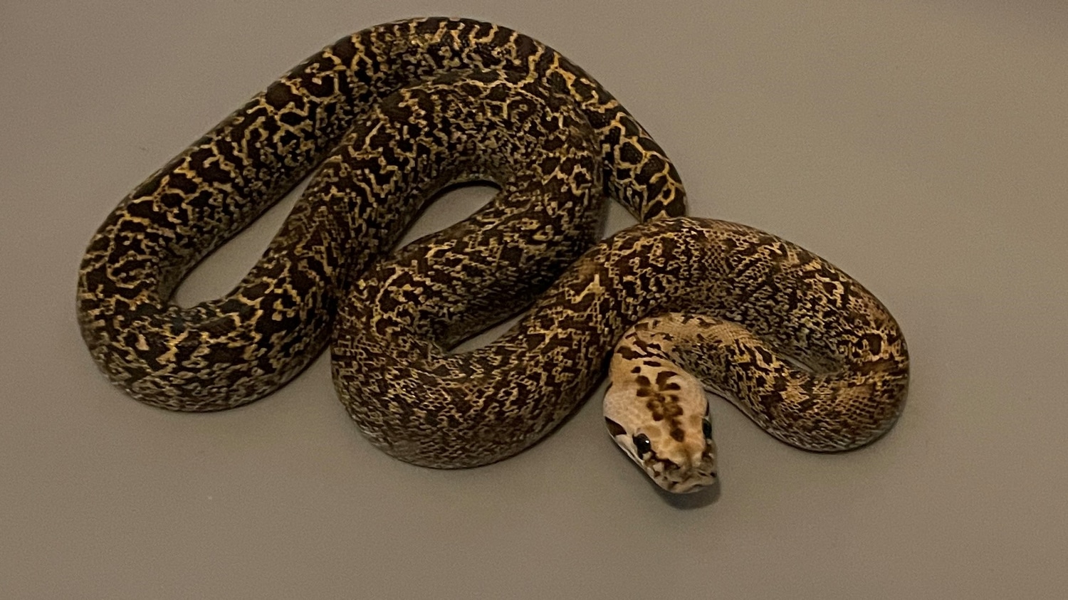 Granite Het Albino & Green Baby Female Burmese Python by Lucy's ...