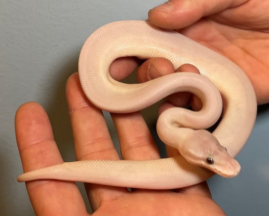 Socialized Super Mojave Blue Eyed Lucy Baby Female Ball Python by Lucy's