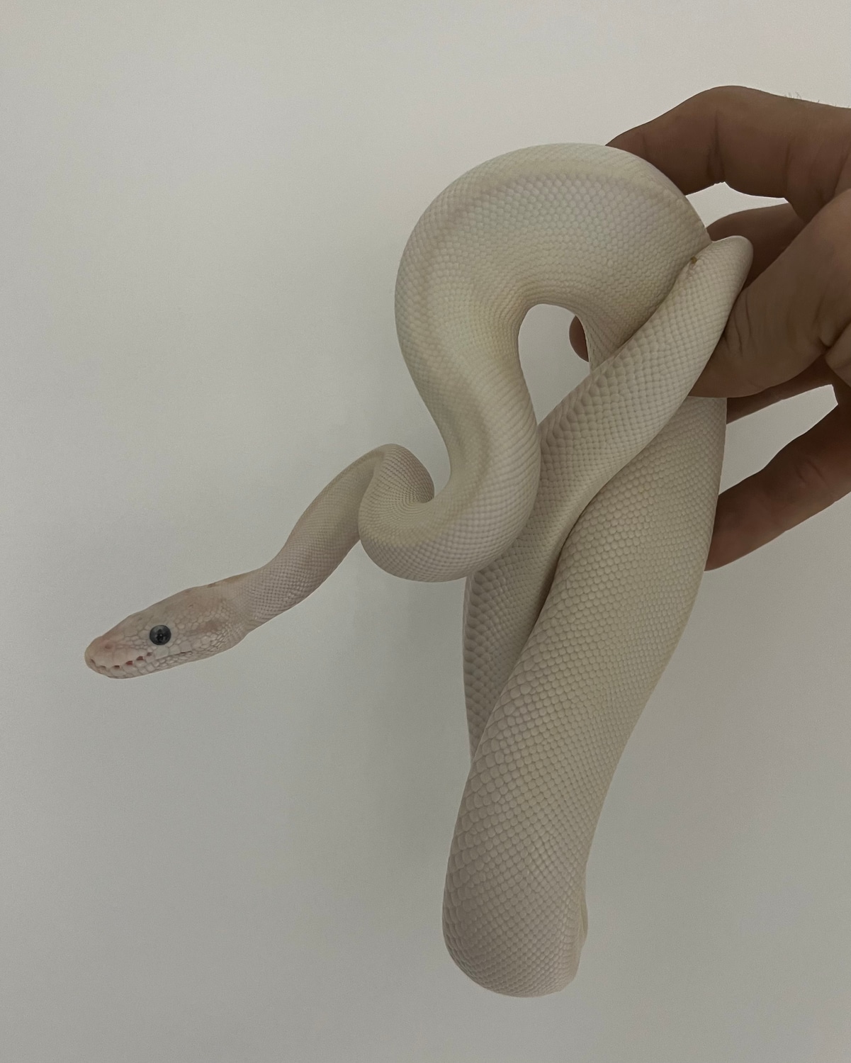 Socialized Mojave Russo Blue Eyed Lucy Baby Male Ball Python by Lucy's ...