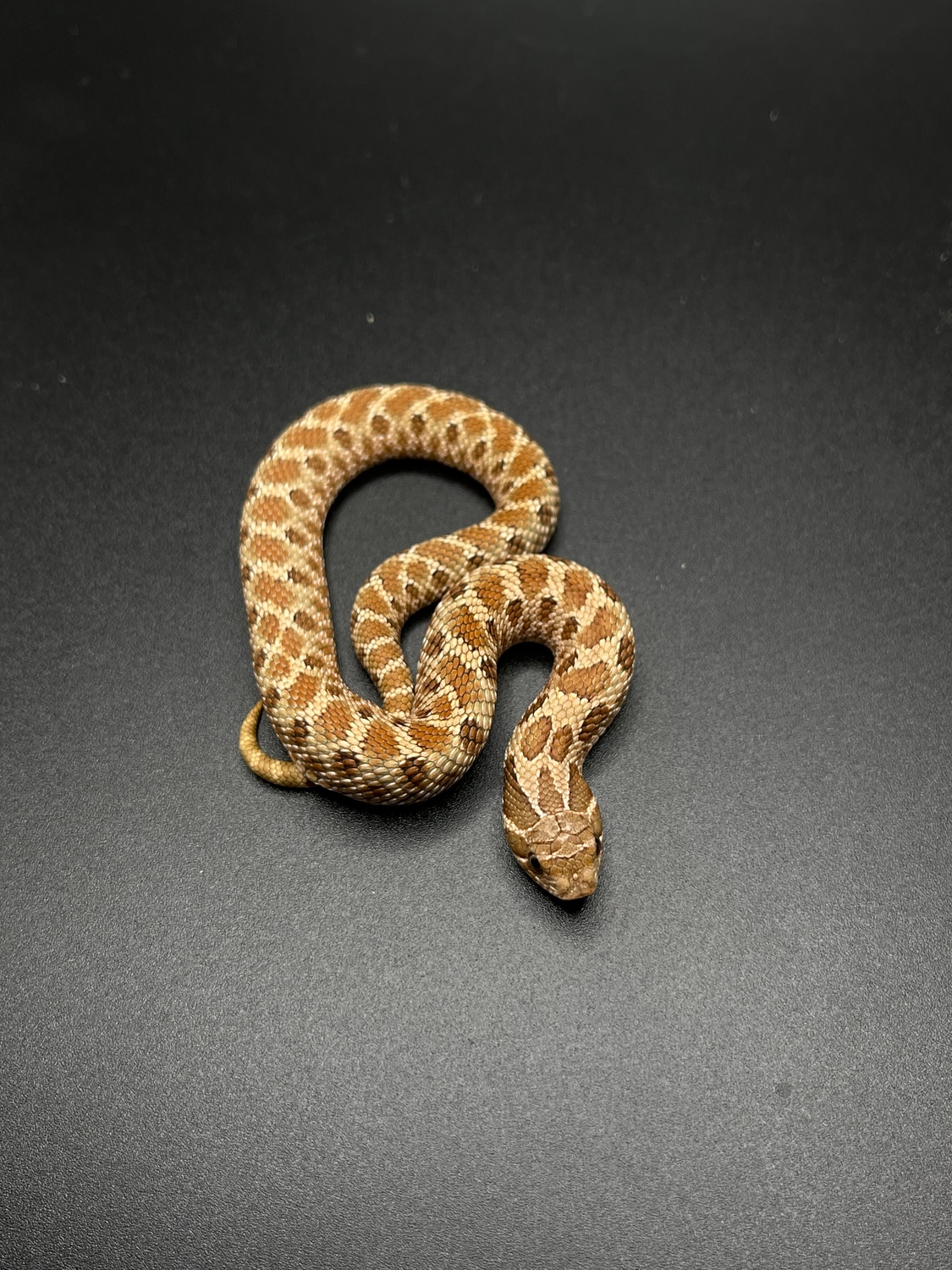 2023 Normal Het Albino Western Hognose by Lucifers morphs llc - MorphMarket