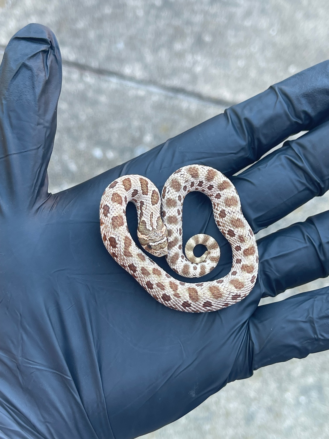 Conda Het Snow Western Hognose by Lucifers morphs llc - MorphMarket