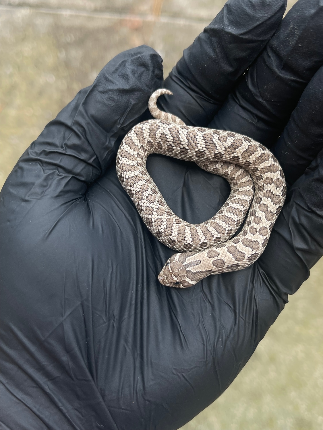 Axanthic Het Albino (Snow) Western Hognose by Lucifers morphs llc ...
