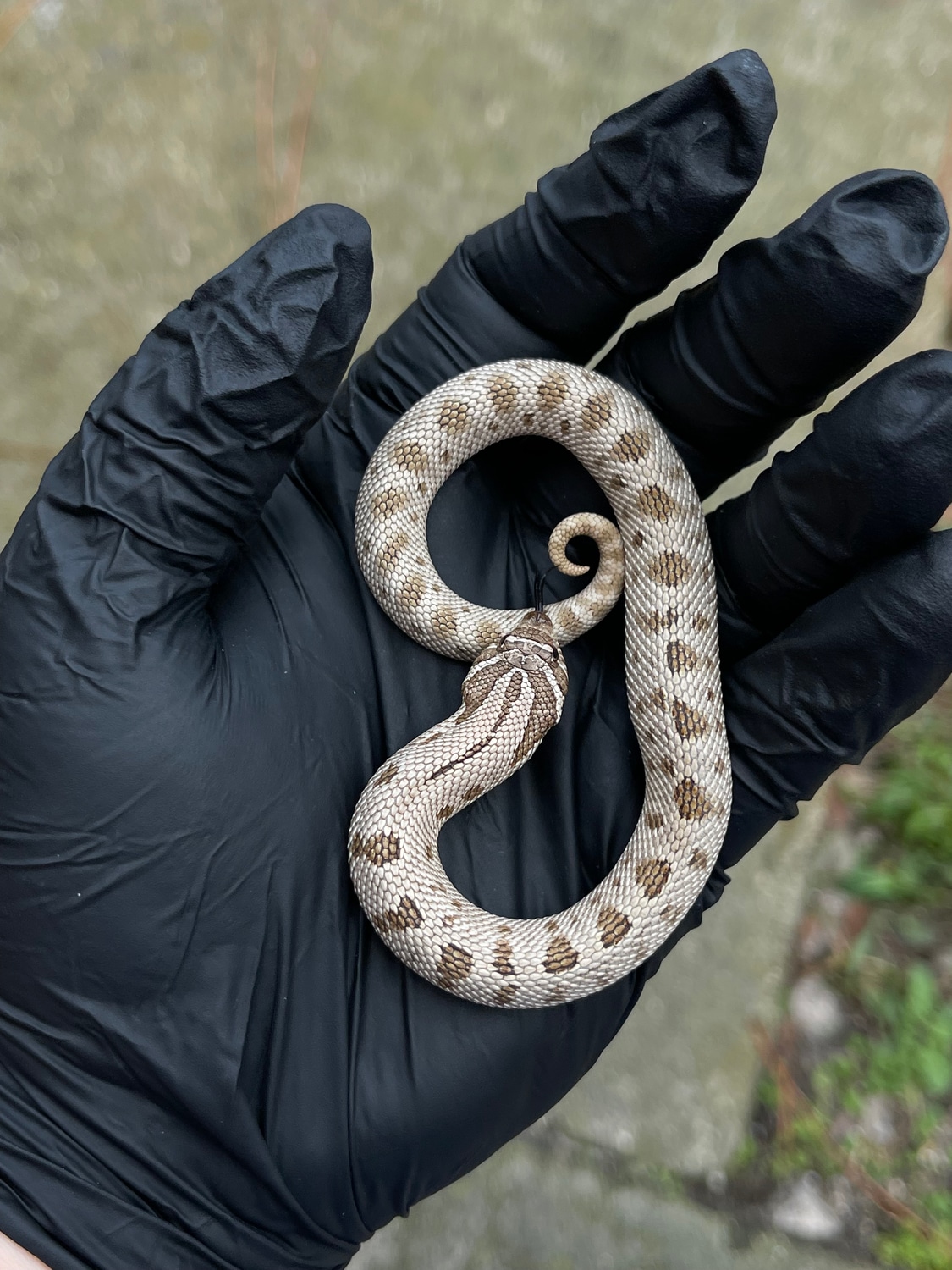 Arctic Conda Western Hognose by Lucifers morphs llc - MorphMarket