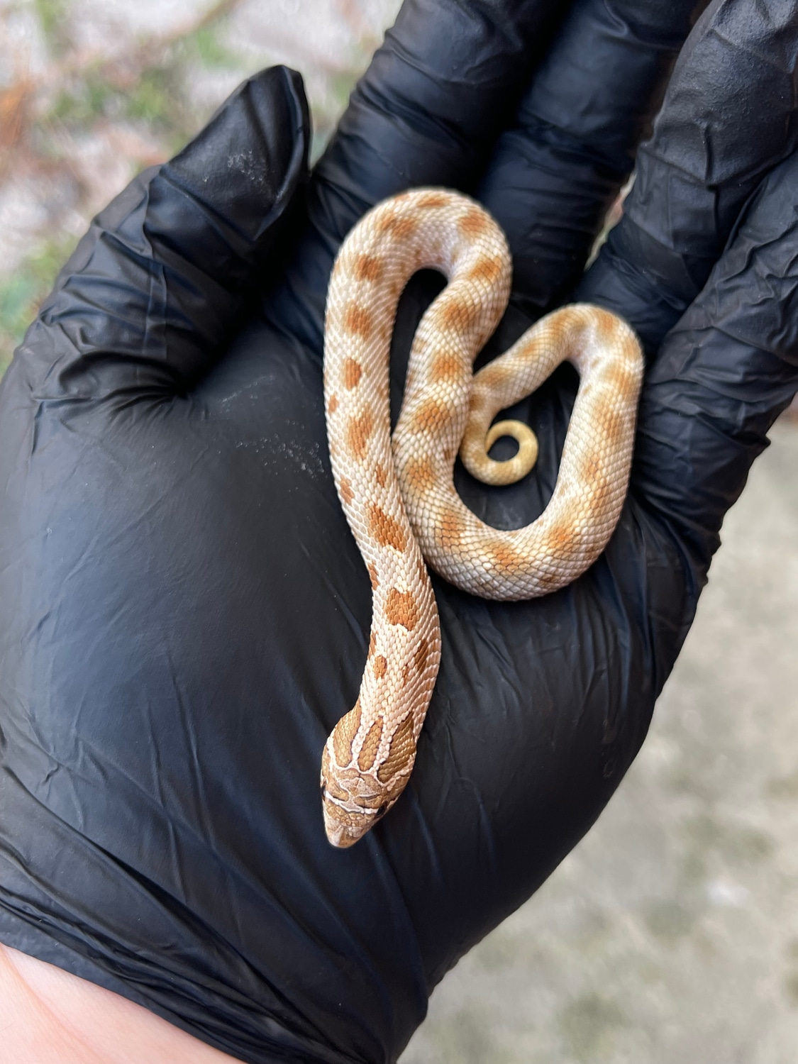 Red Conda Het Albino Pos Het Axanthic Western Hognose by Lucifers ...