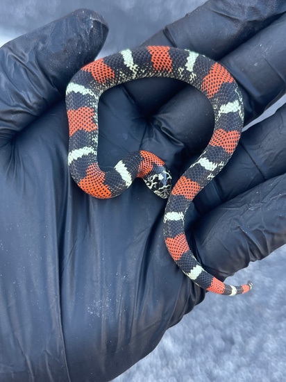 2023 Tricolor Pos Het Hypo-E Tri-Color Hognose by Lucifers morphs llc