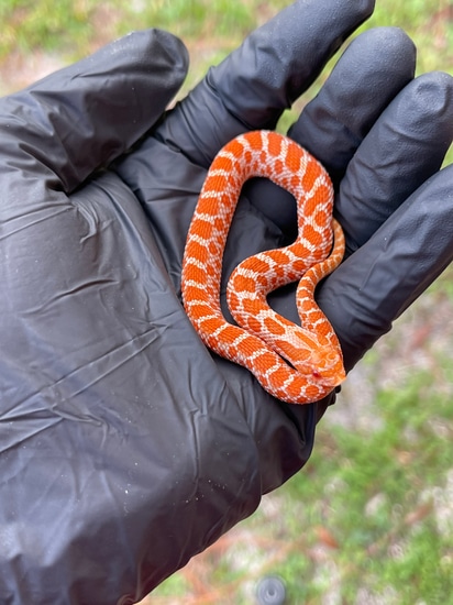 Extreme Red Albino Western Hognose by Lucifers morphs llc